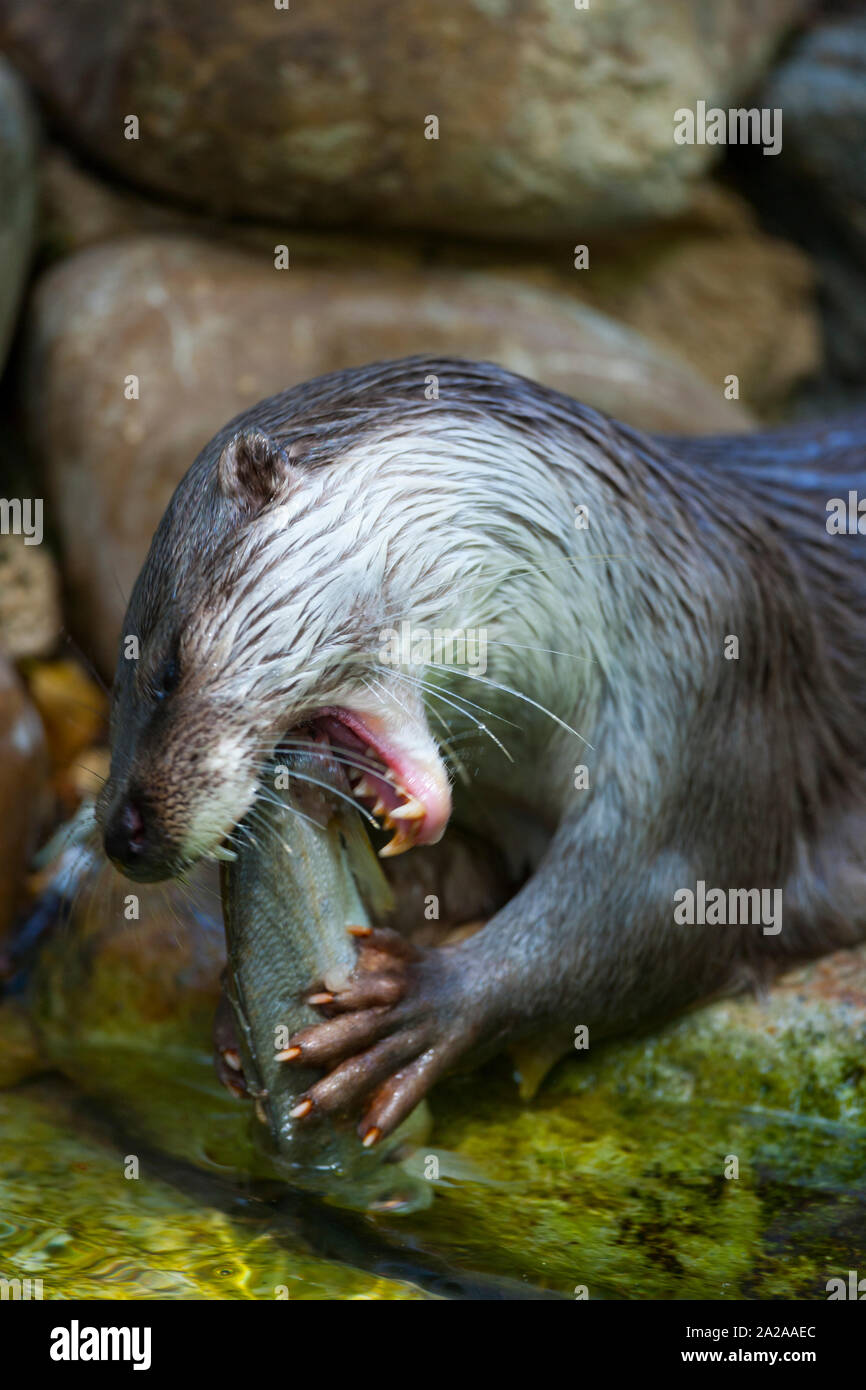 European otter (Lutra lutra), also known as the Eurasian otter ...