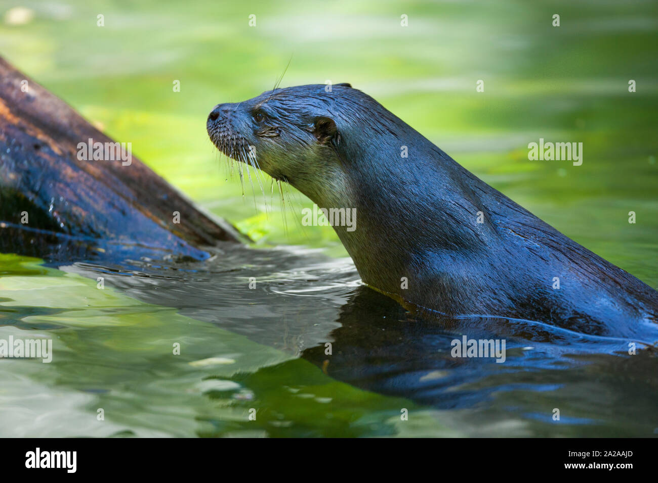 European otter (Lutra lutra), also known as the Eurasian otter ...