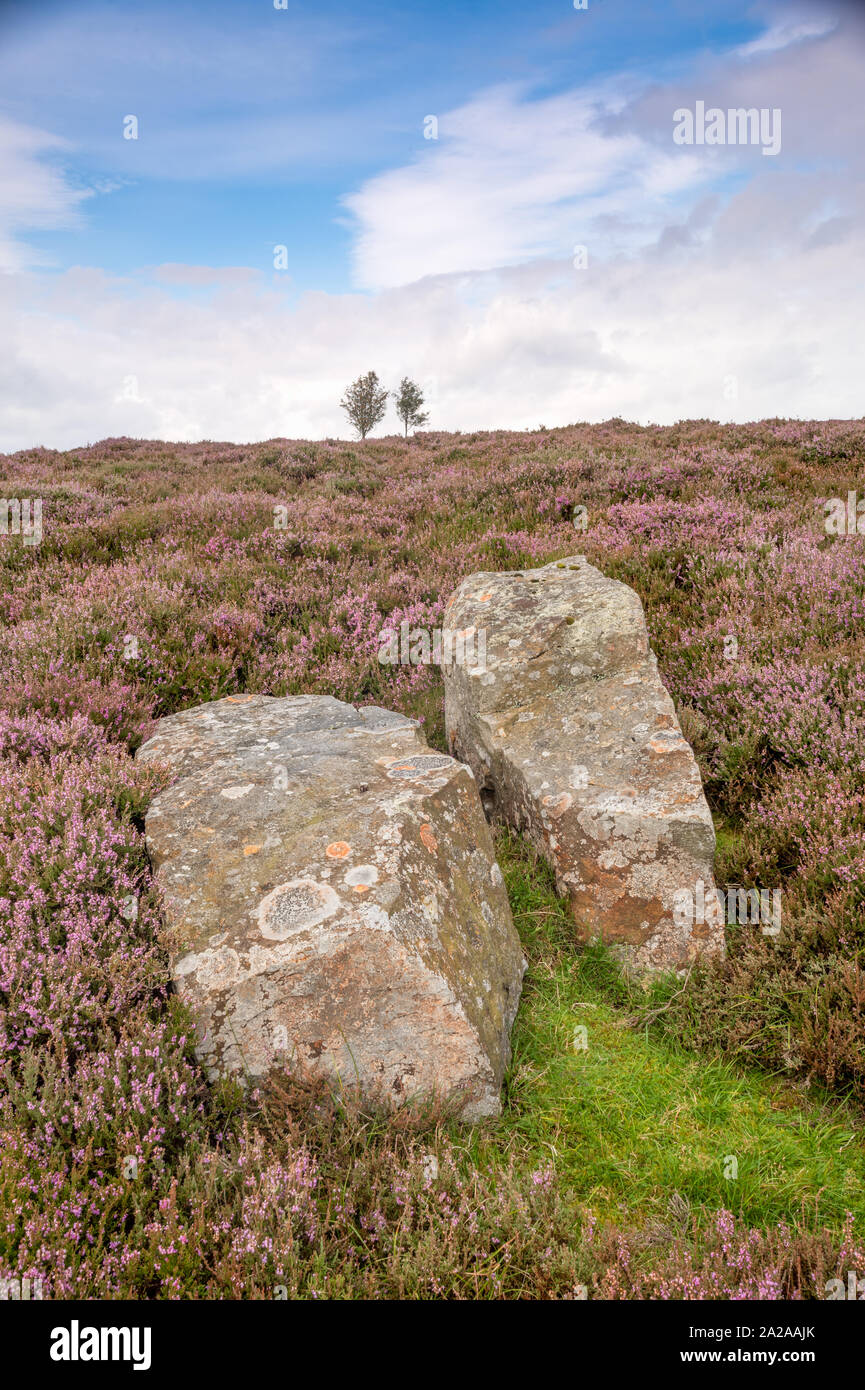 Rocks with heather hi-res stock photography and images - Alamy
