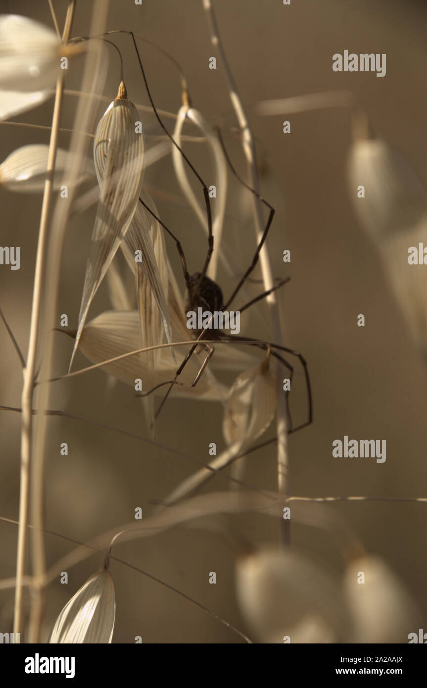Harvestman "spider" perched in oat crop in rural Tuscany Stock Photo ...