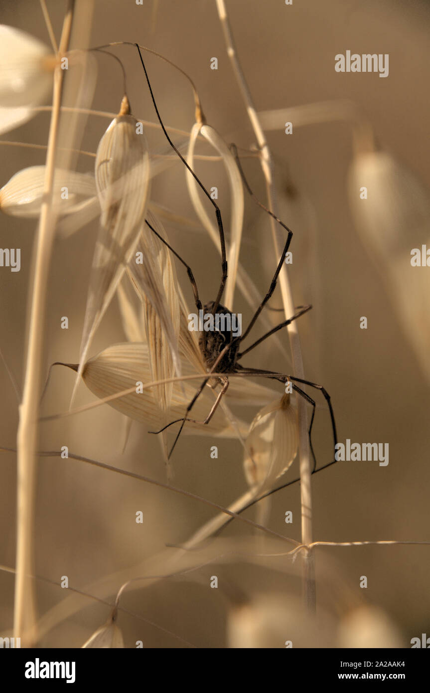 Harvestman "spider" perched in oat crop in rural Tuscany Stock Photo ...