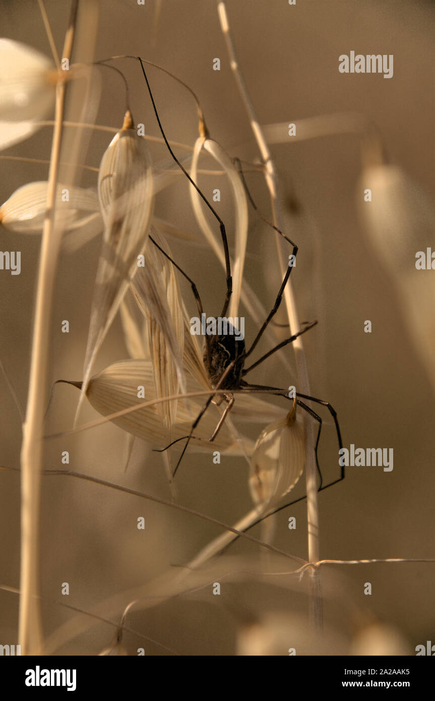 Harvestman "spider" perched in oat crop in rural Tuscany Stock Photo ...