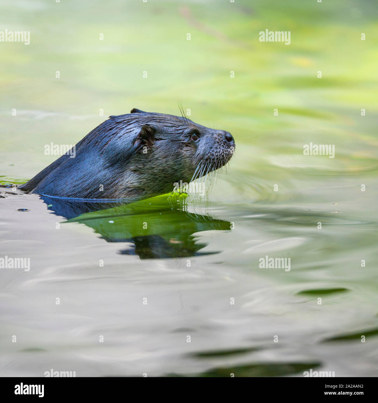 European otter (Lutra lutra), also known as the Eurasian otter ...