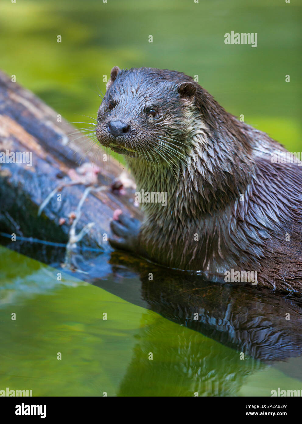 European otter (Lutra lutra), also known as the Eurasian otter ...
