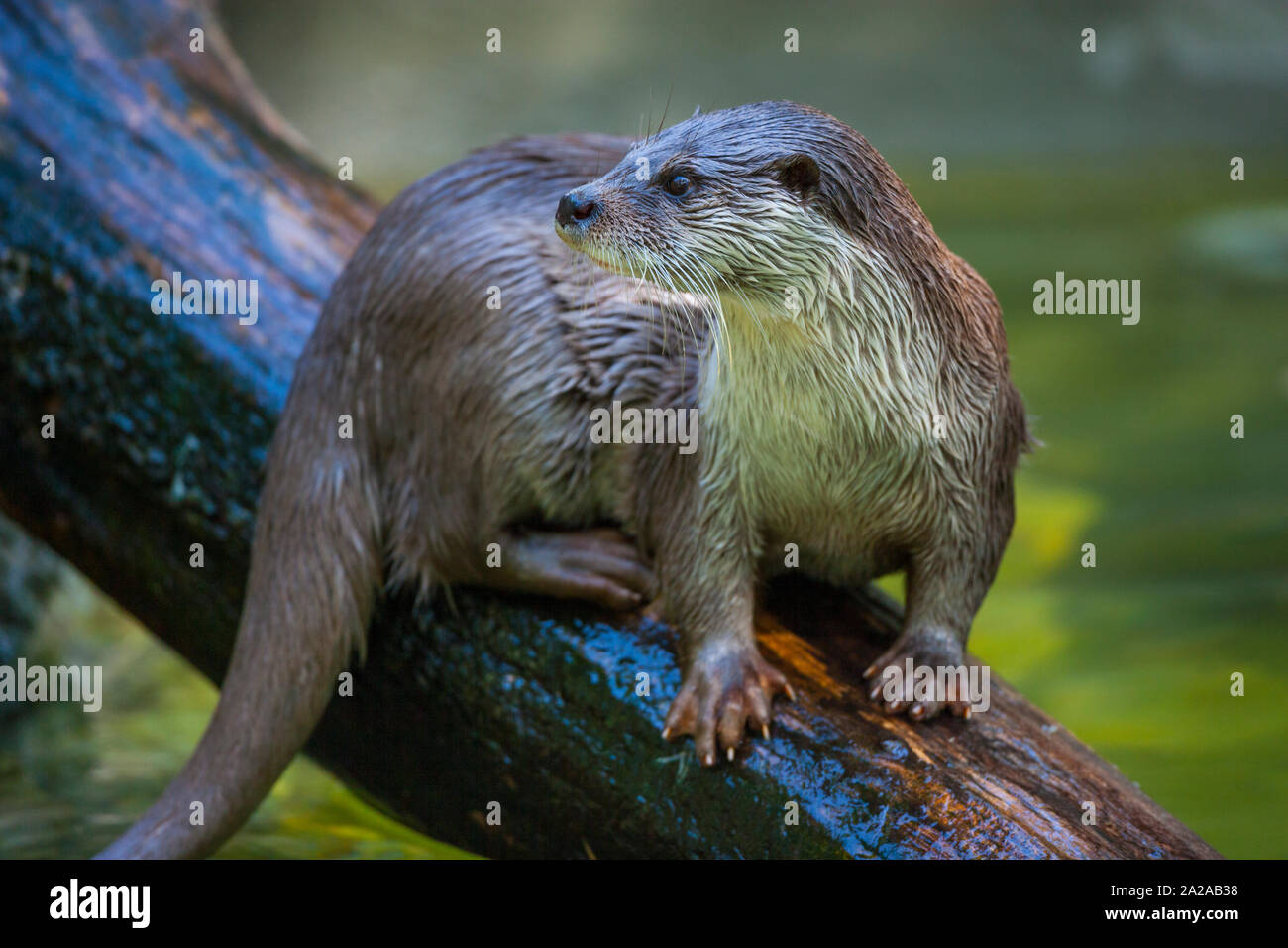 European otter (Lutra lutra), also known as the Eurasian otter ...