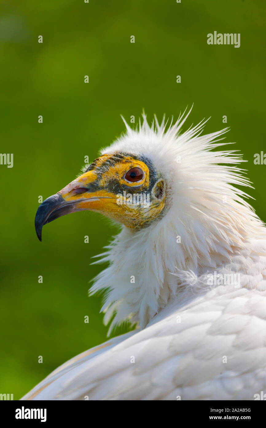 Egyptian vulture (Neophron percnopterus), also called the white ...