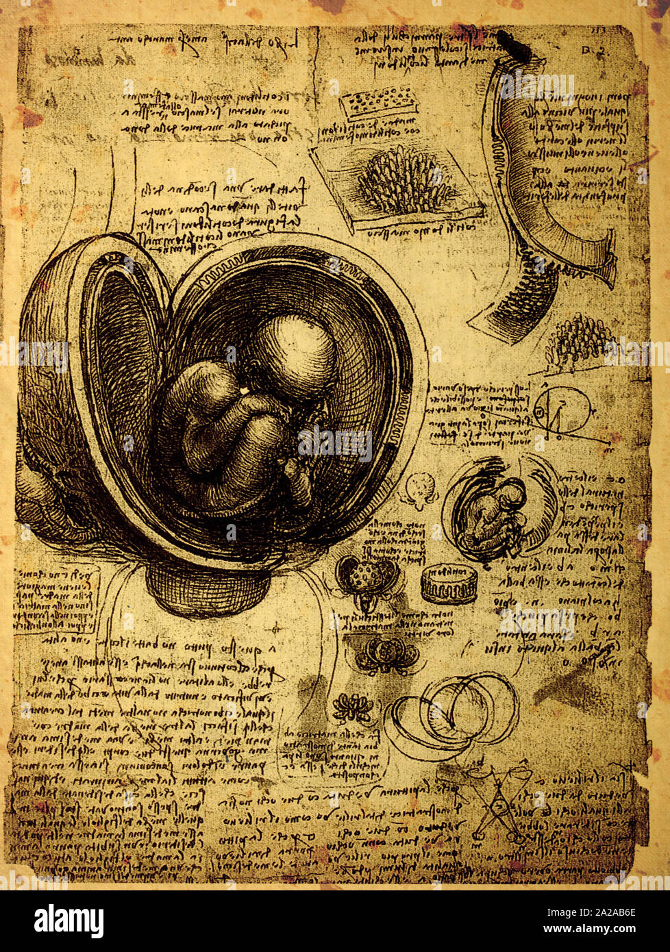 Close up of Old anatomy drawings by Leonardo Da Vinci Stock Photo - Alamy
