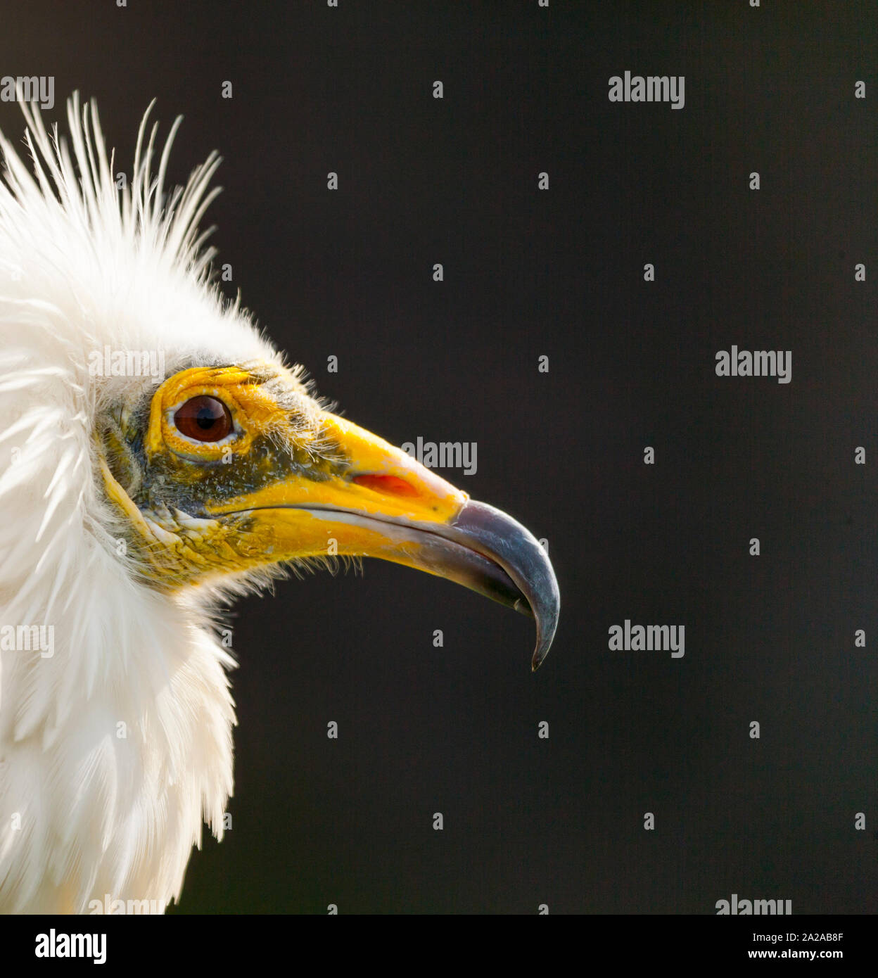 Egyptian vulture (Neophron percnopterus), also called the white ...