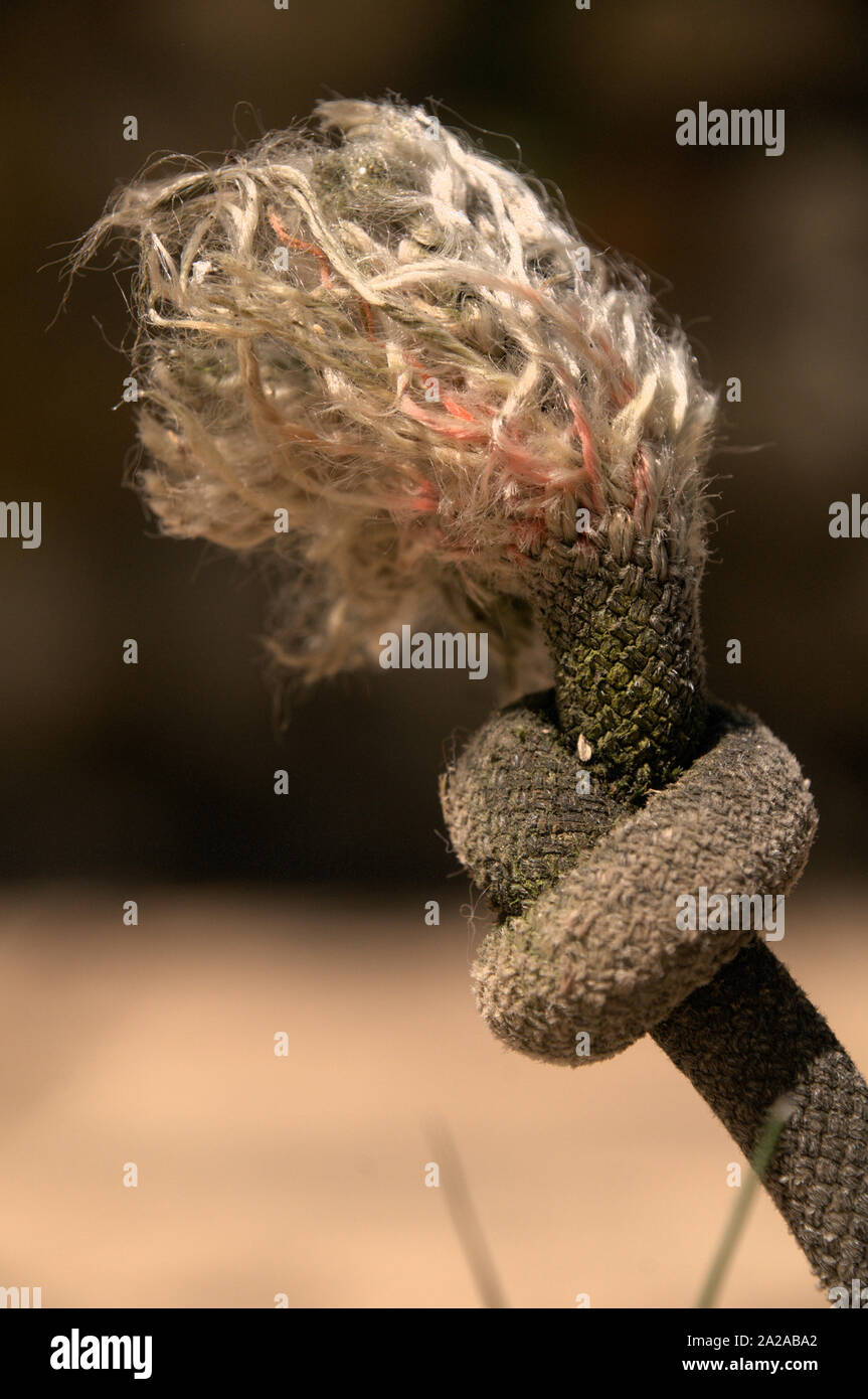 Frayed rope end with knot in Tuscan garden Stock Photo - Alamy