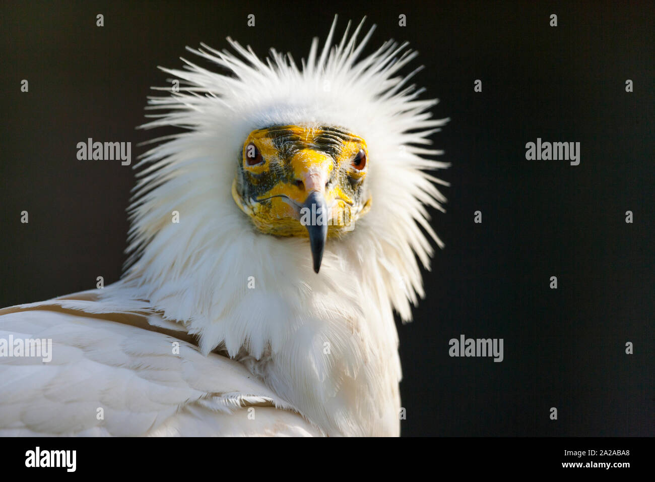 Egyptian vulture (Neophron percnopterus), also called the white ...