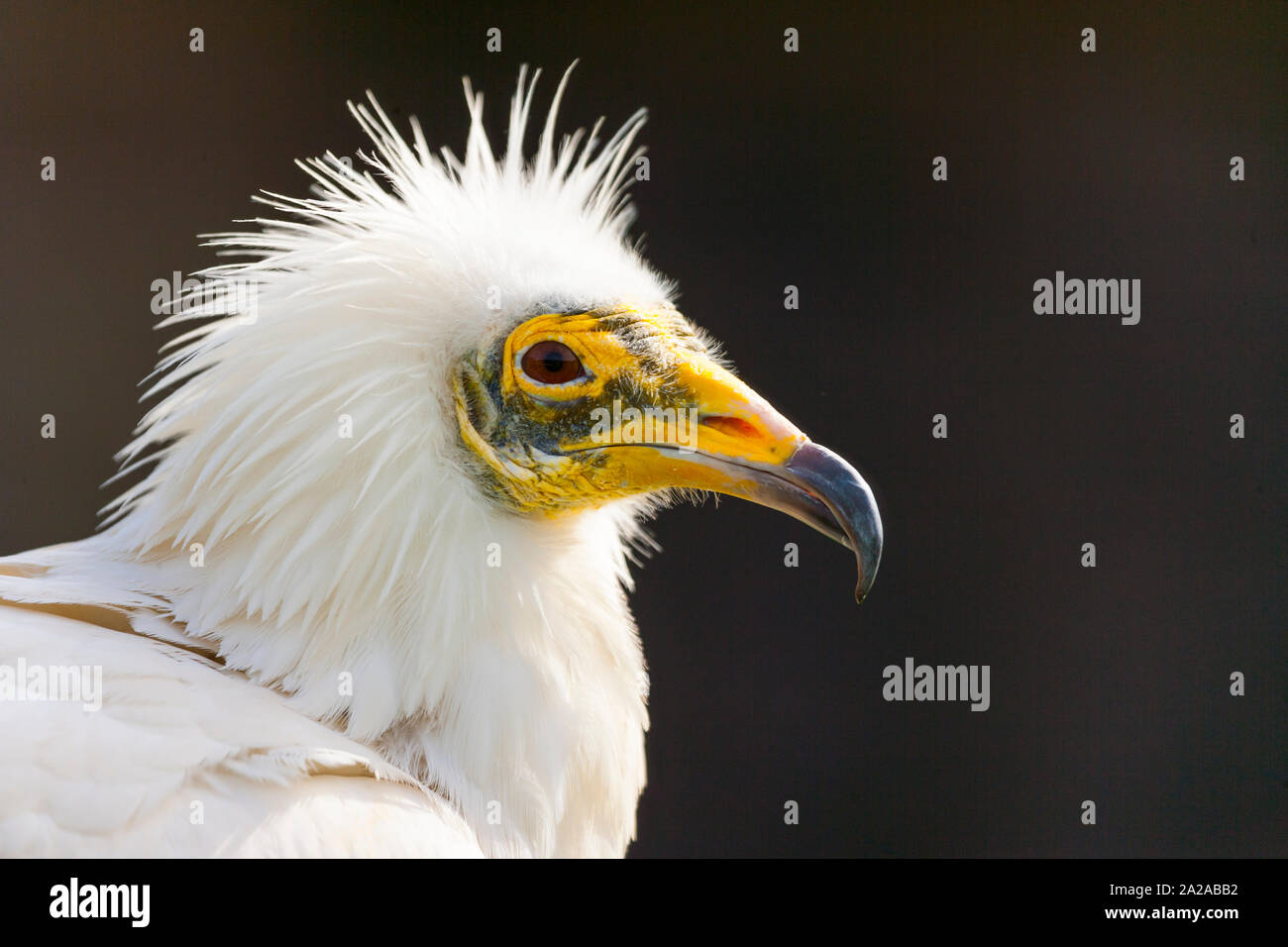 Egyptian vulture (Neophron percnopterus), also called the white ...