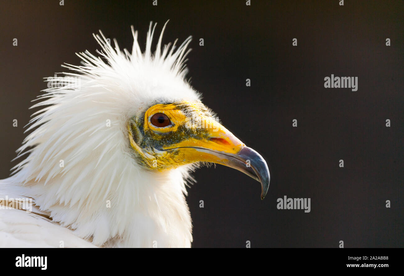 Egyptian vulture (Neophron percnopterus), also called the white ...