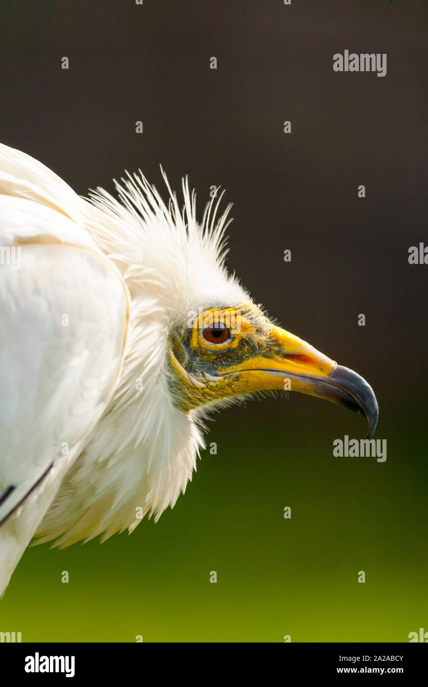 Egyptian vulture (Neophron percnopterus), also called the white ...