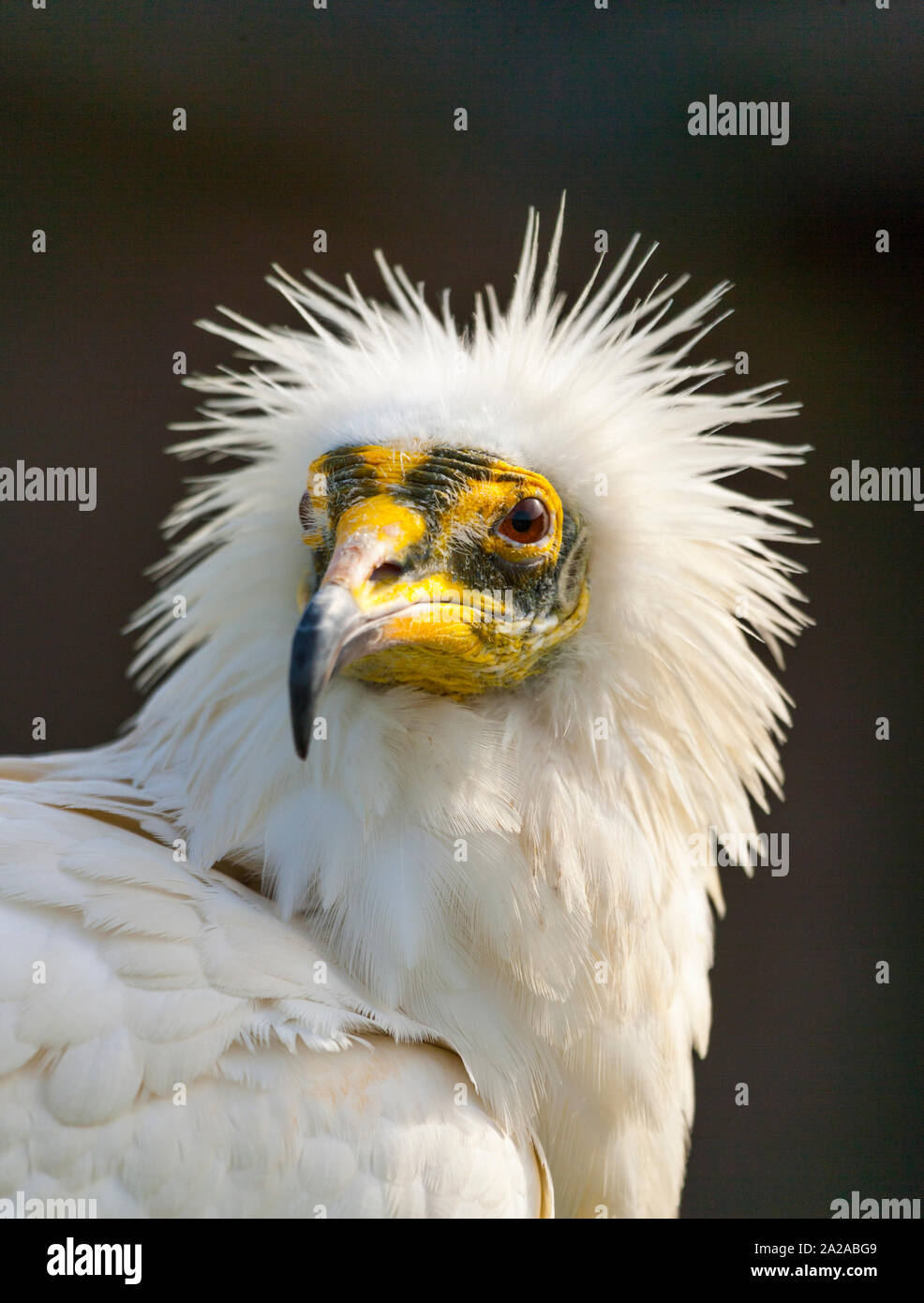 Egyptian vulture (Neophron percnopterus), also called the white ...