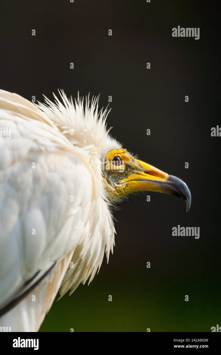 Egyptian vulture (Neophron percnopterus), also called the white ...