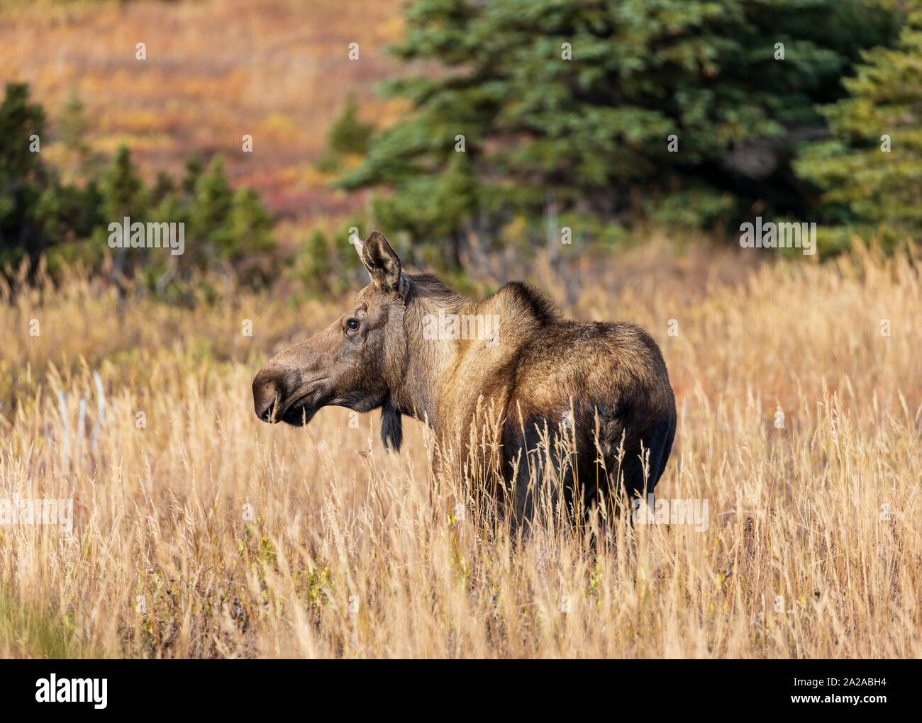 Moose alaska dewlap hi-res stock photography and images - Alamy