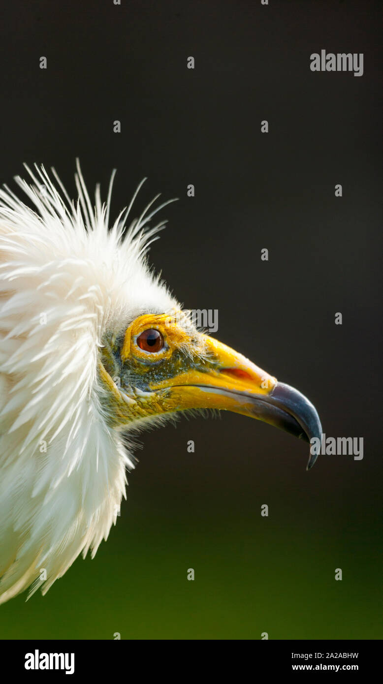 Egyptian vulture (Neophron percnopterus), also called the white ...