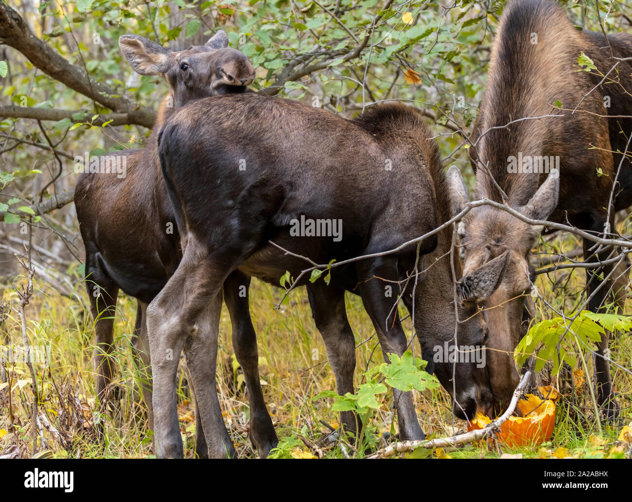 Moose cow with two calves hi-res stock photography and images - Alamy