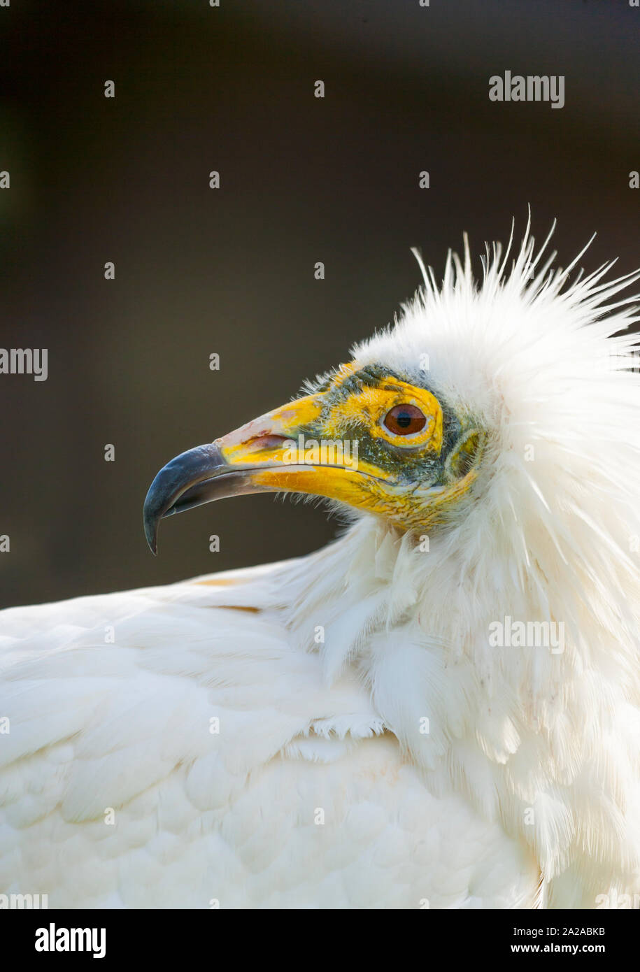 Egyptian vulture (Neophron percnopterus), also called the white ...