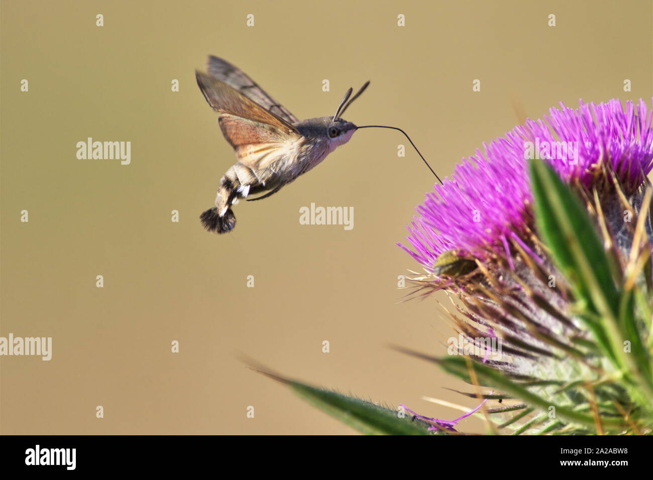 Butterfly over a flower Stock Photo - Alamy