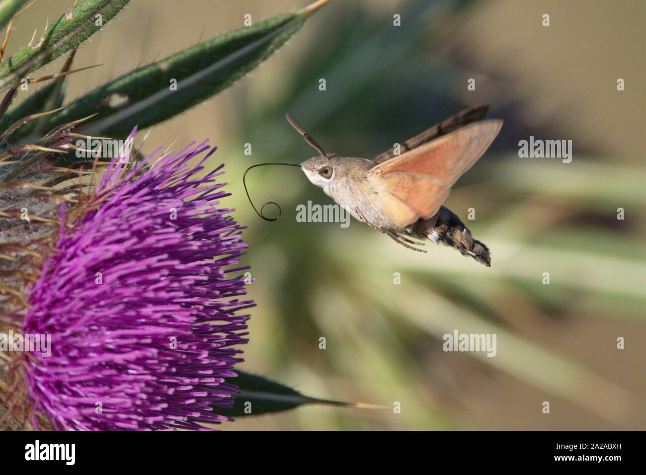Butterfly over a flower Stock Photo - Alamy