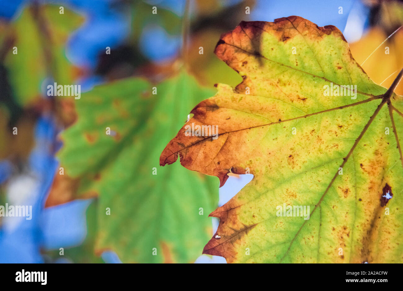 Aging maple leaf during autumn or fall Stock Photo - Alamy