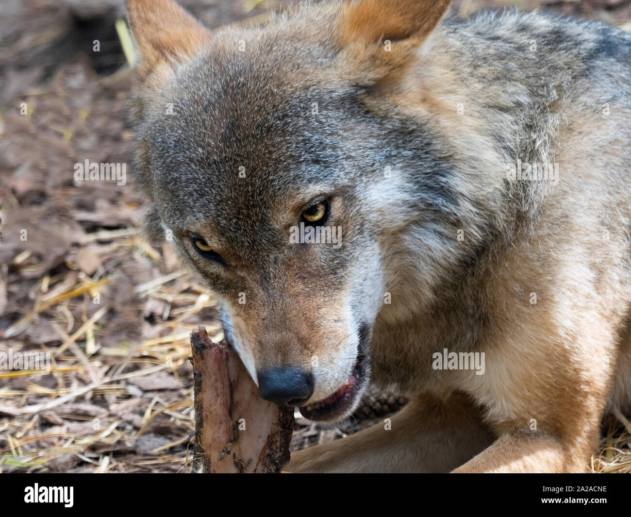 Eurasian Grey wolf Canis lupus with bone Captive Stock Photo - Alamy