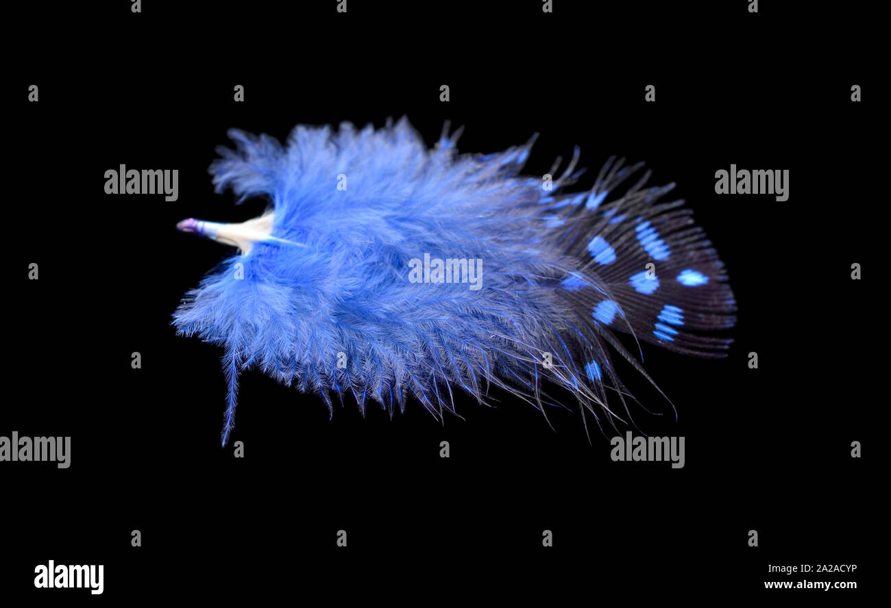 Colored bird feather isolated on black background Stock Photo - Alamy