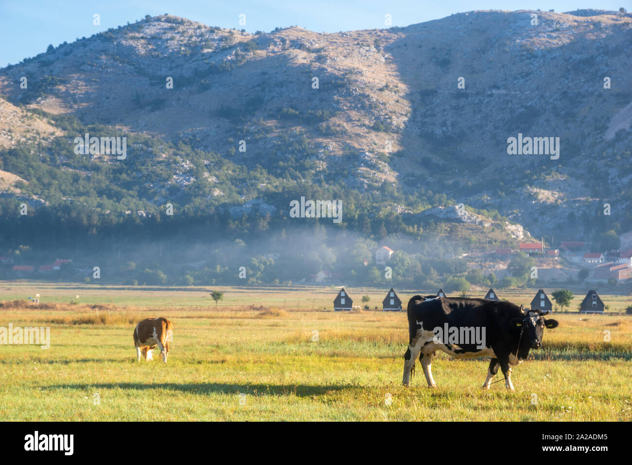 Cow on mountain meadow hi-res stock photography and images - Alamy
