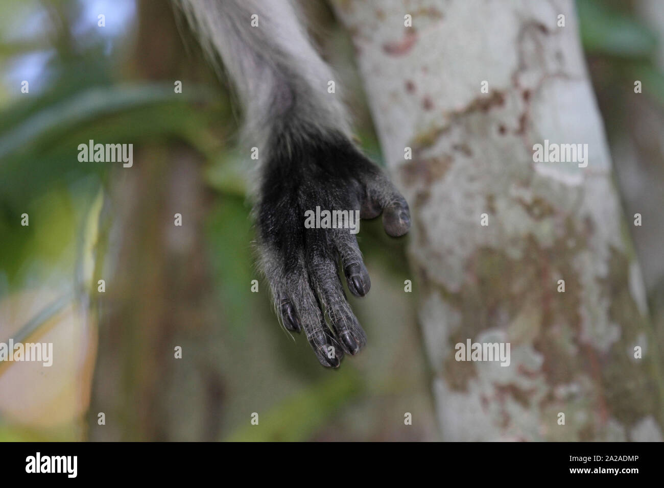 Colobus monkeys hi-res stock photography and images - Alamy