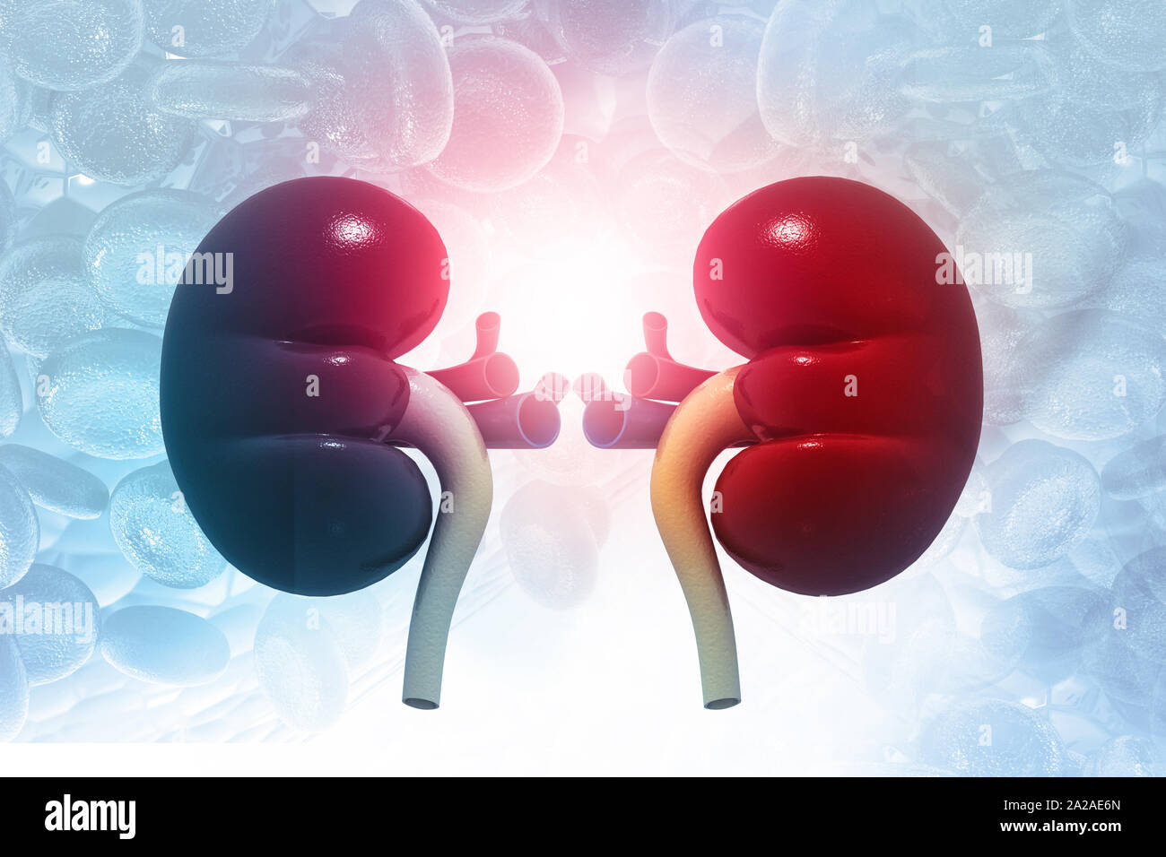 Human kidney anatomy on medical background. 3d illustration Stock Photo ...