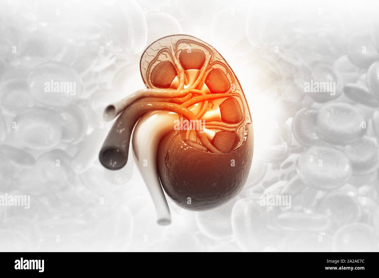 Human kidney anatomy on medical background. 3d illustration Stock Photo ...