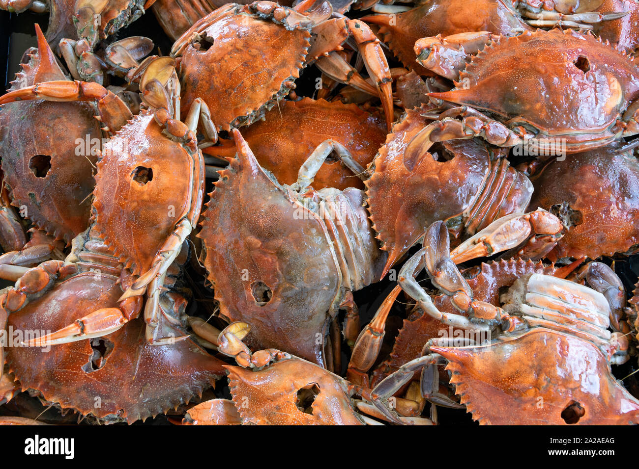 Cooked red crabs, delicious healthy seafood Stock Photo - Alamy