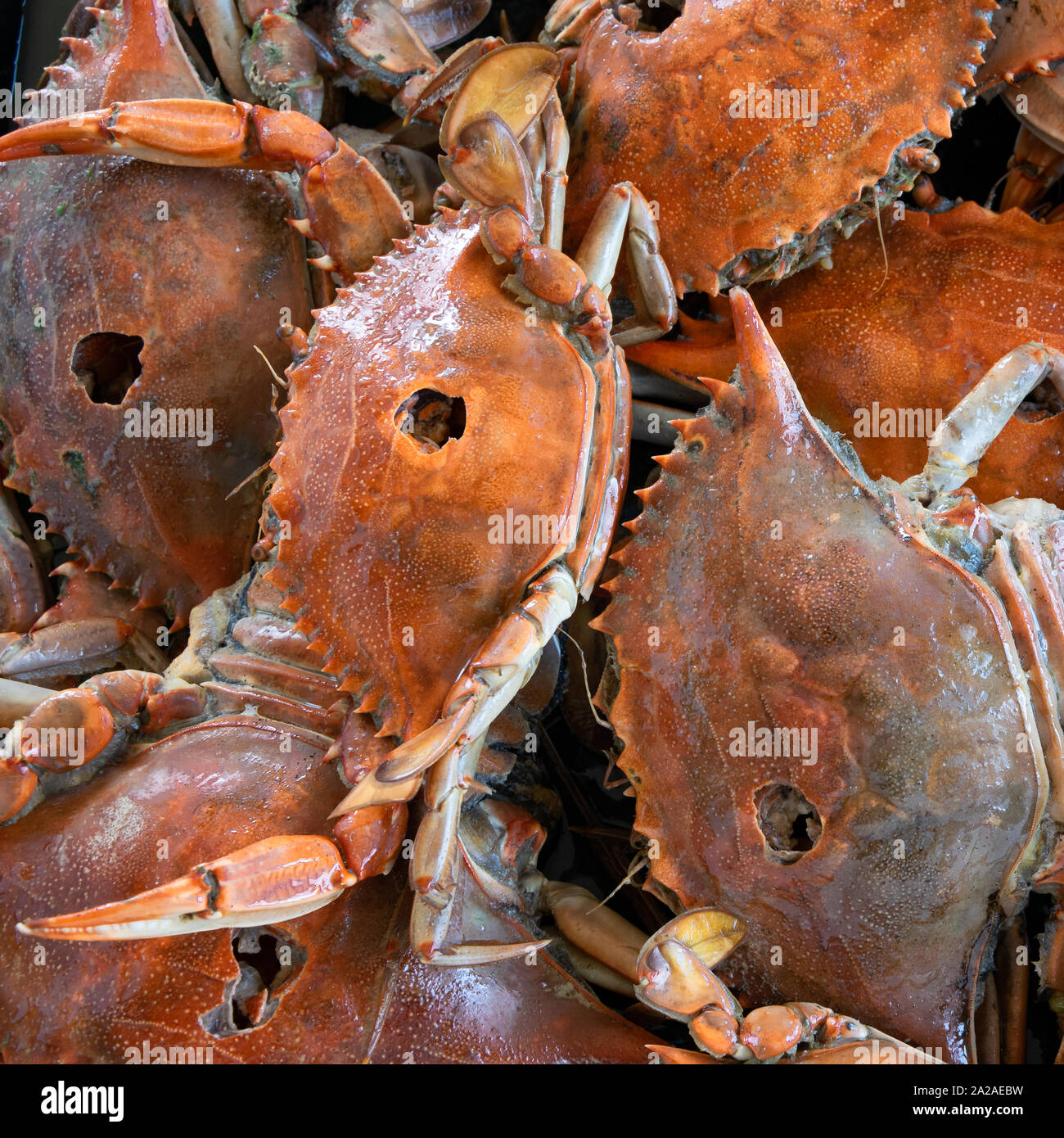 Cooked red crabs, delicious healthy seafood Stock Photo - Alamy