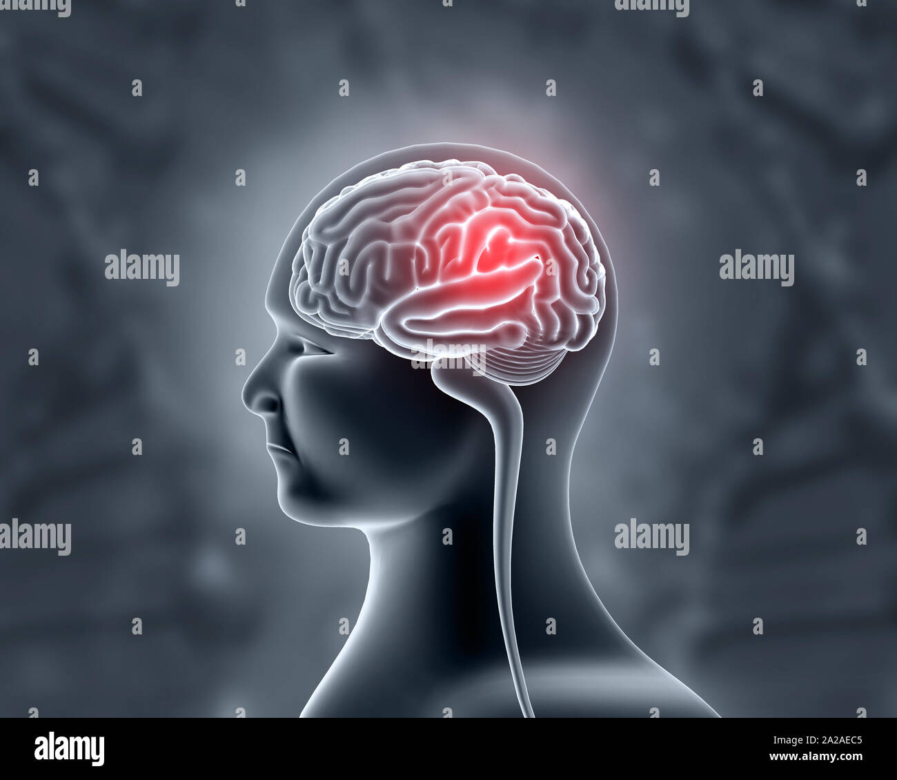 Human brain anatomy .Human brain diseases. Medical background. 3d ...