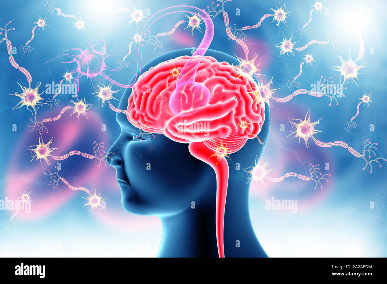 Human brain anatomy and Neuron cells on medical background. 3d ...