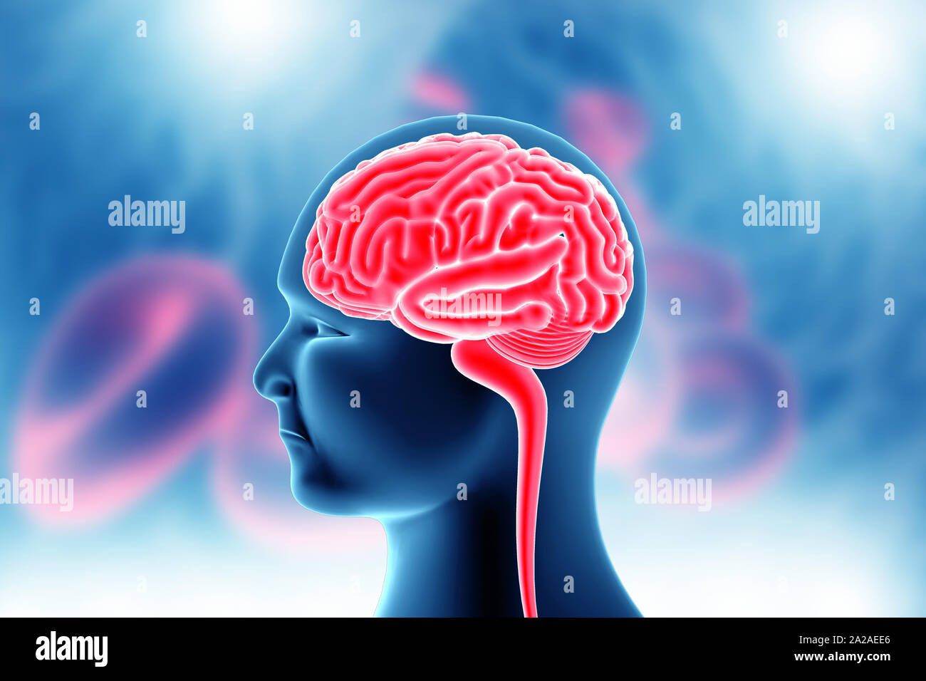 Human brain anatomy on medical background. 3d illustration Stock Photo ...