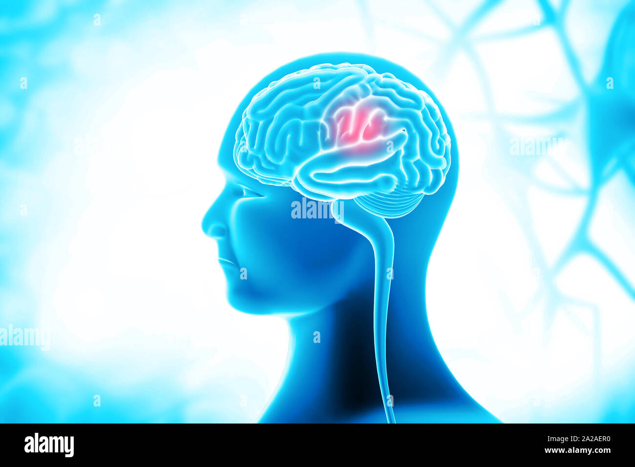 Human brain anatomy .Human brain diseases. Medical background. 3d ...