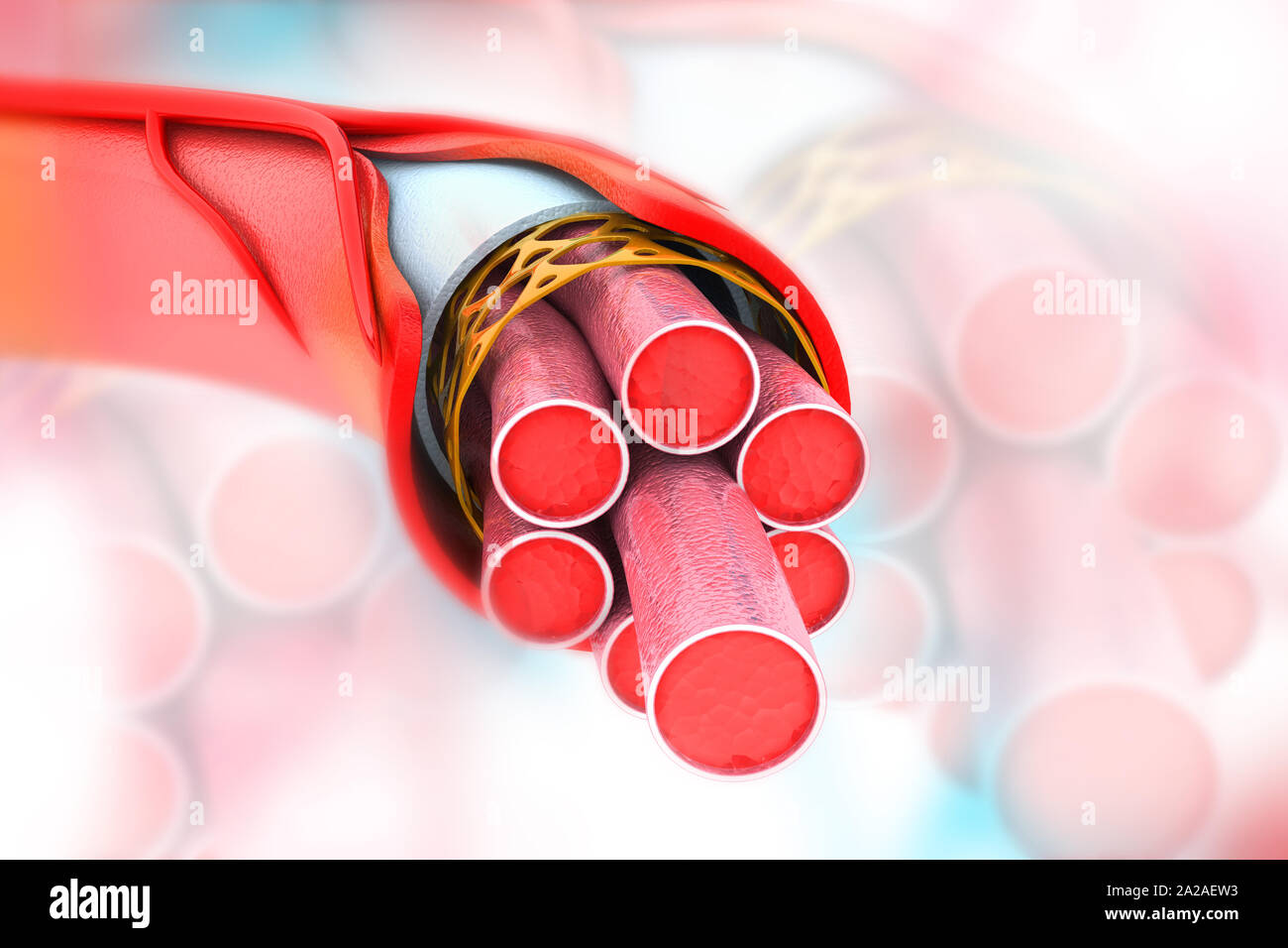 Human vein anatomy. Medical background. 3d render Stock Photo - Alamy