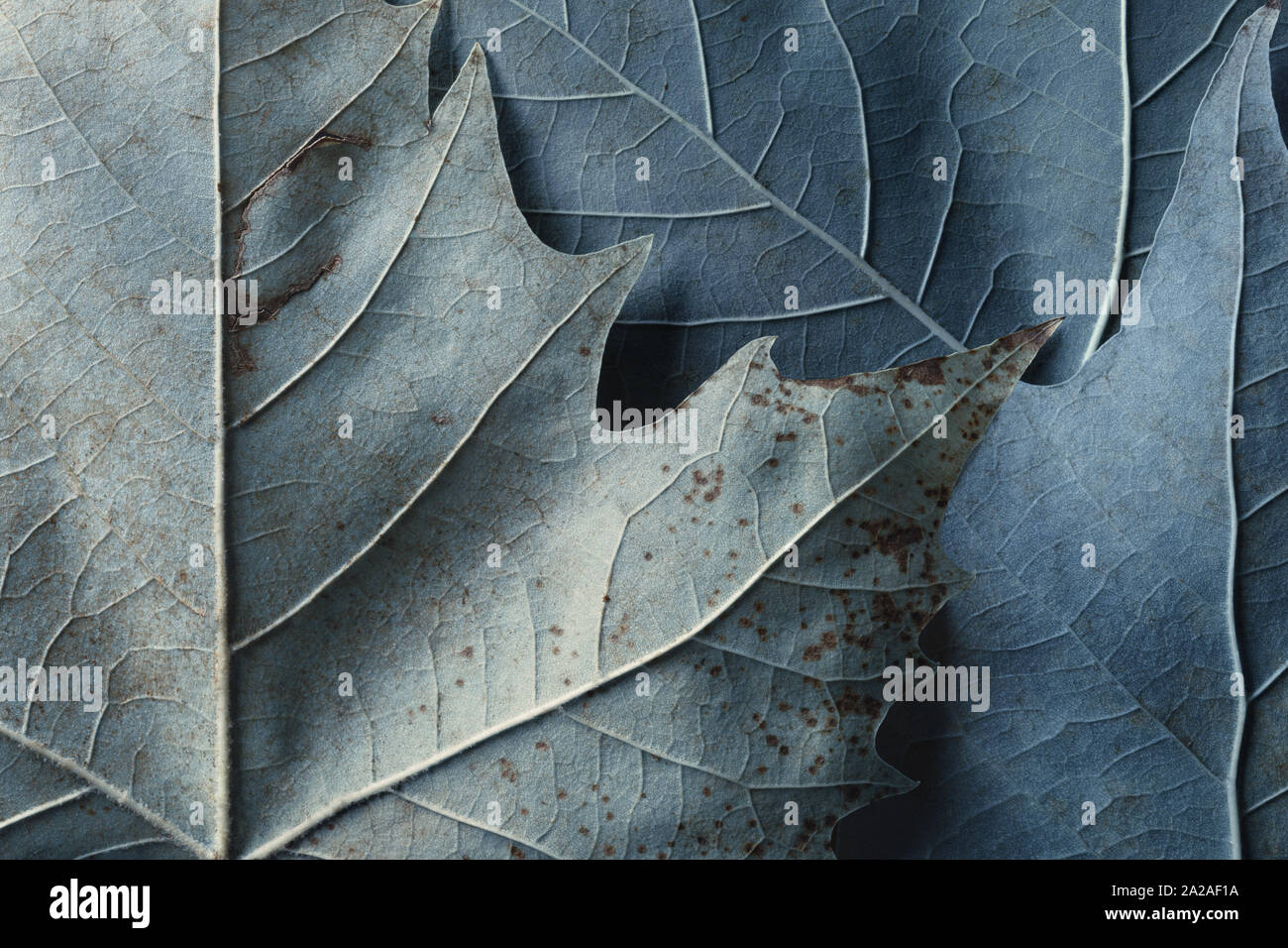 Macro image of plane tree leaves, natural background Stock Photo - Alamy
