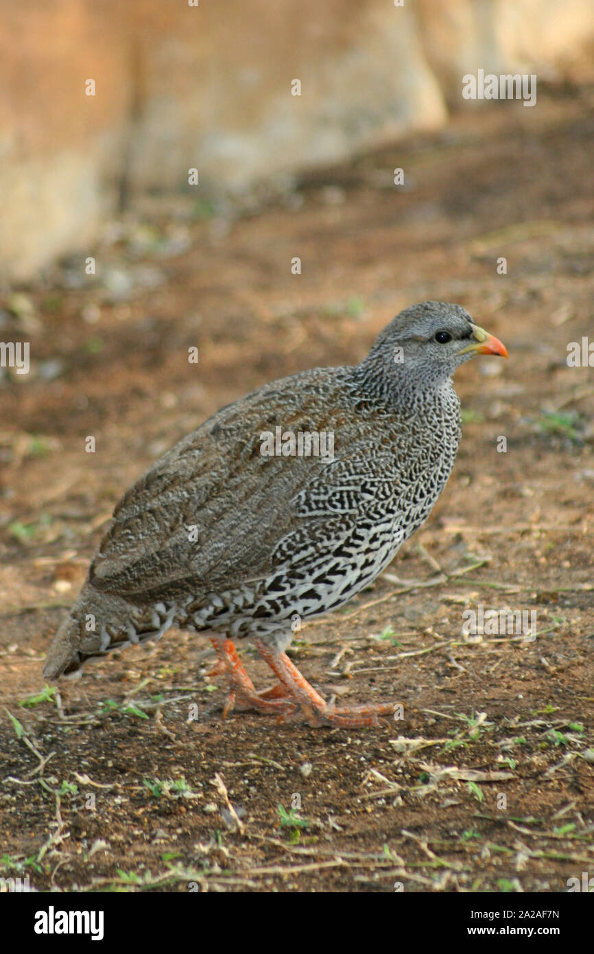 Spur fowls hi-res stock photography and images - Alamy