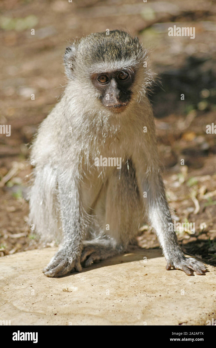 Chlorocebus species hi-res stock photography and images - Alamy