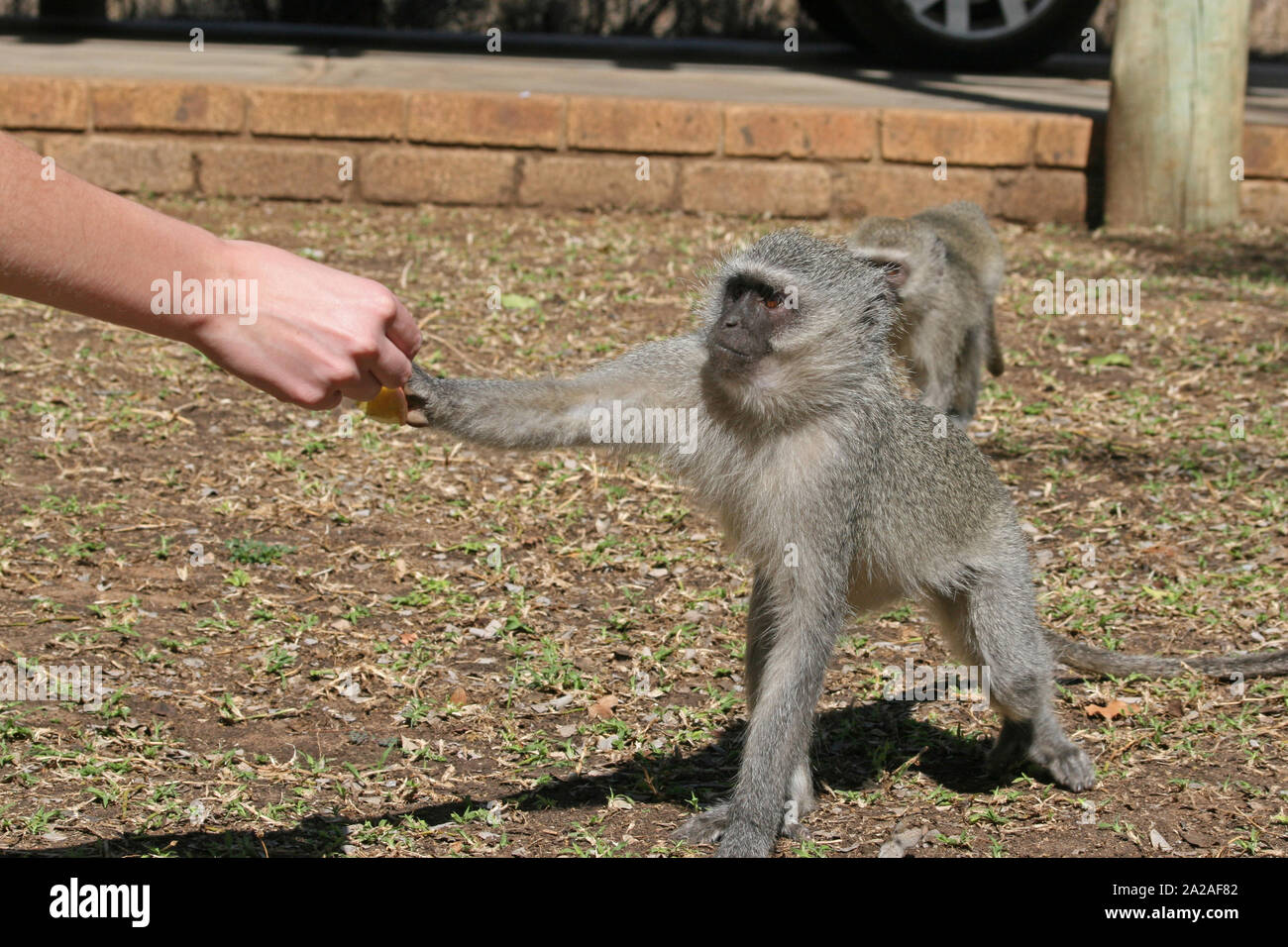 Hand feeding vervet monkey, (Chlorocebus pygerythrus) Marloth Park ...