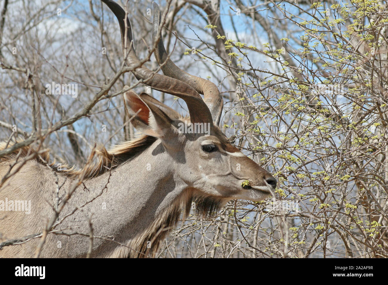 Kudu at tree in savannah, (Tragelaphus strepsiceros), Marloth Park ...