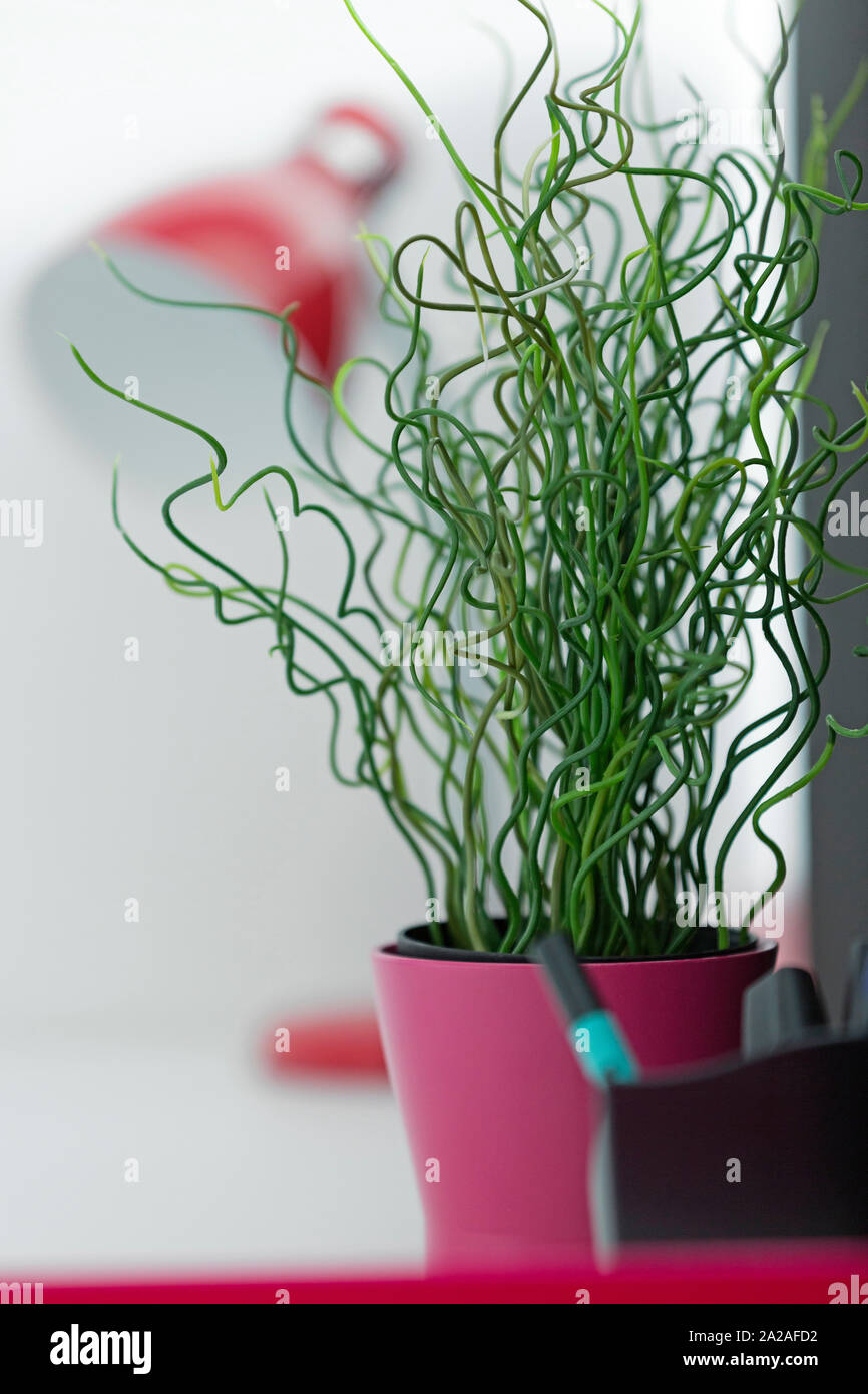 Pink office plant on a modern desk with a lamp in the background Stock ...