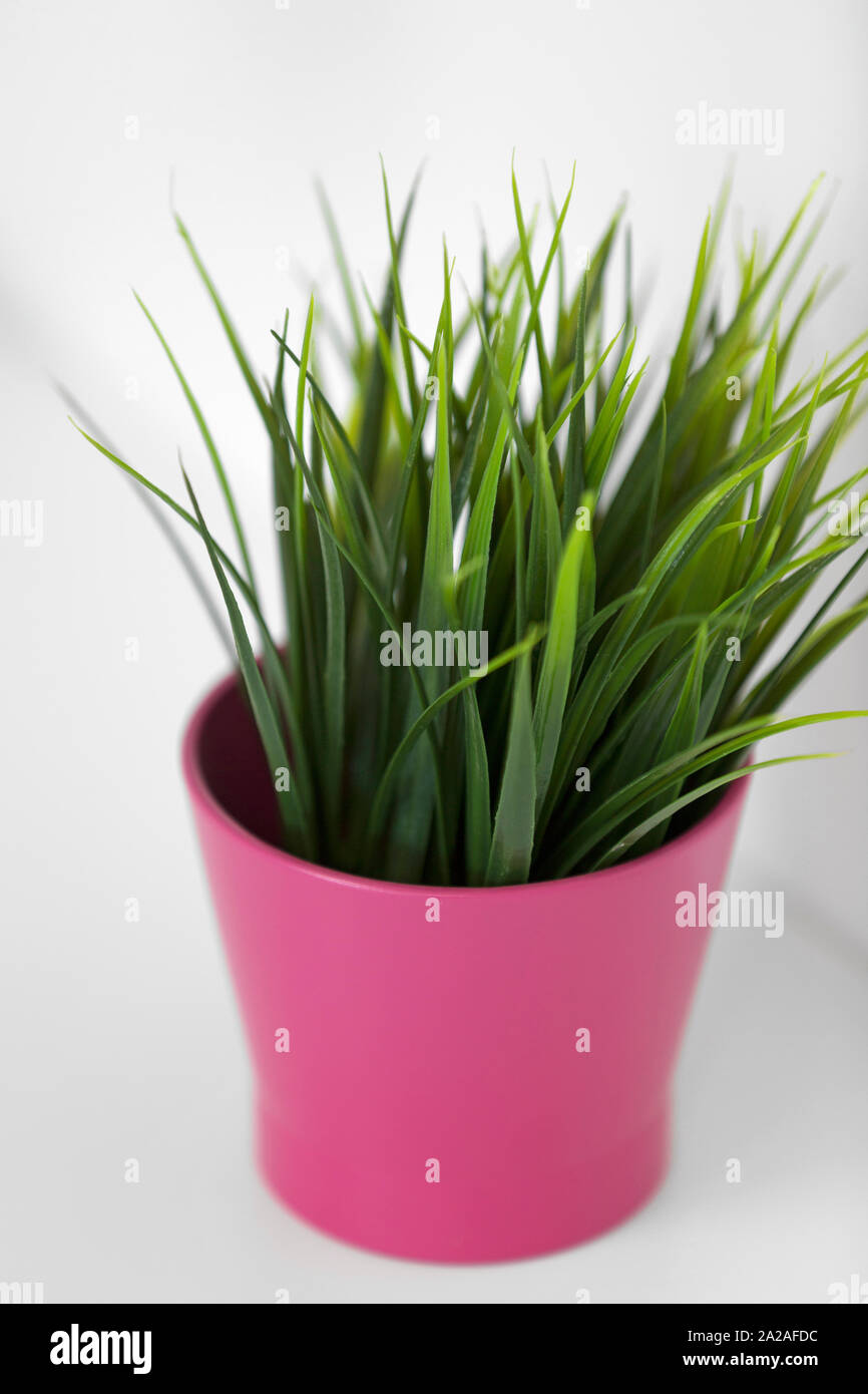Pink pot plant on a white desk Stock Photo - Alamy
