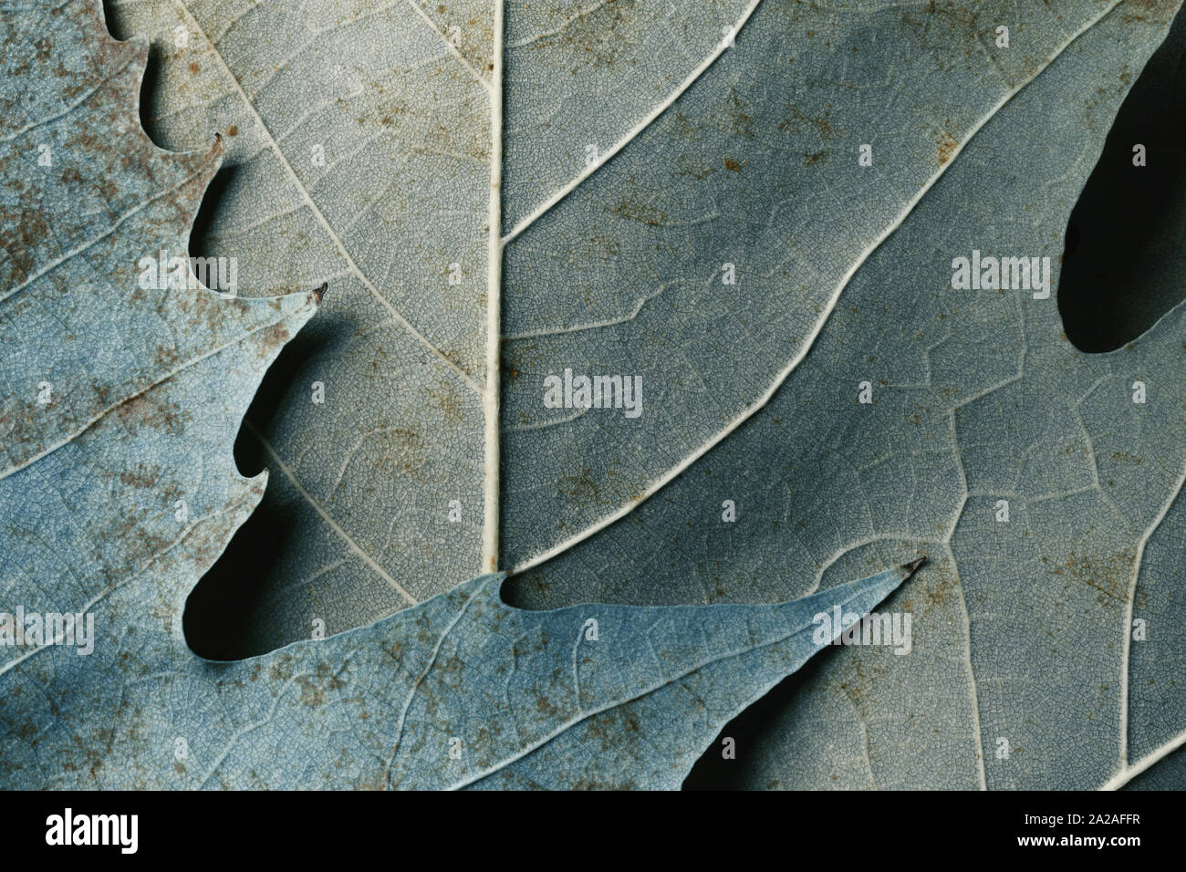 Macro image of plane tree leaves, natural background Stock Photo - Alamy