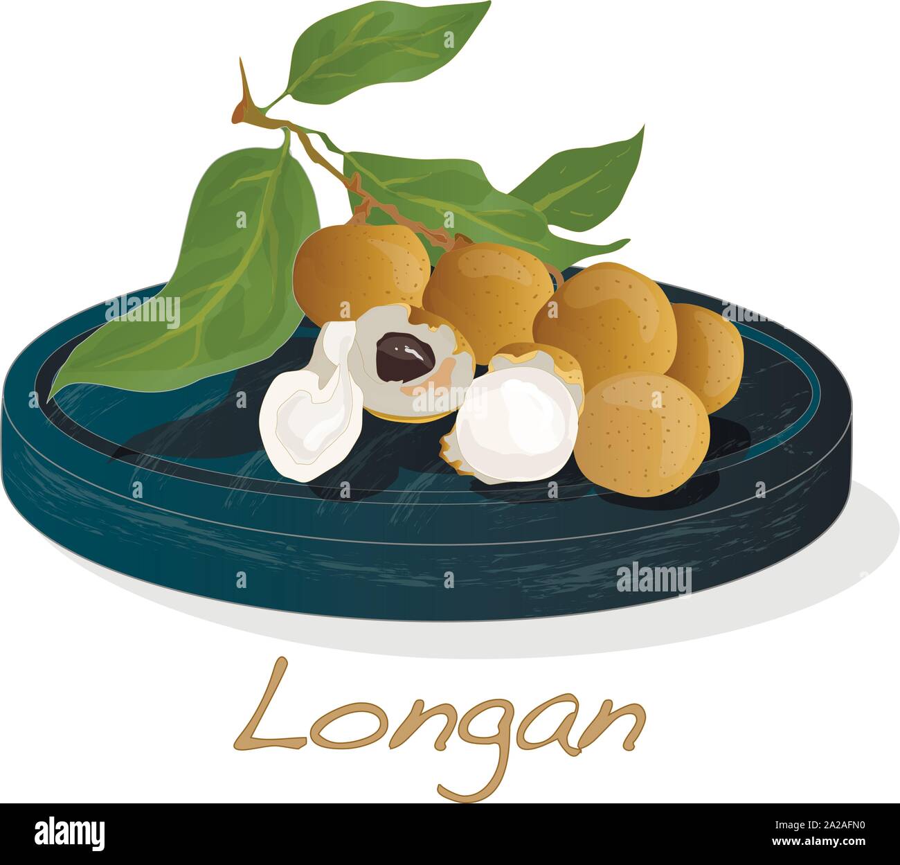 Longan, Dimocarpus longan. Longan vector illustration on dish isolated ...