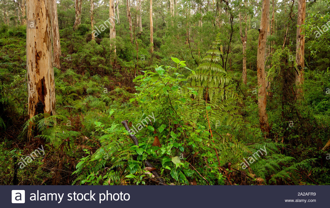 Boranup Forest Stock Photos & Boranup Forest Stock Images - Alamy