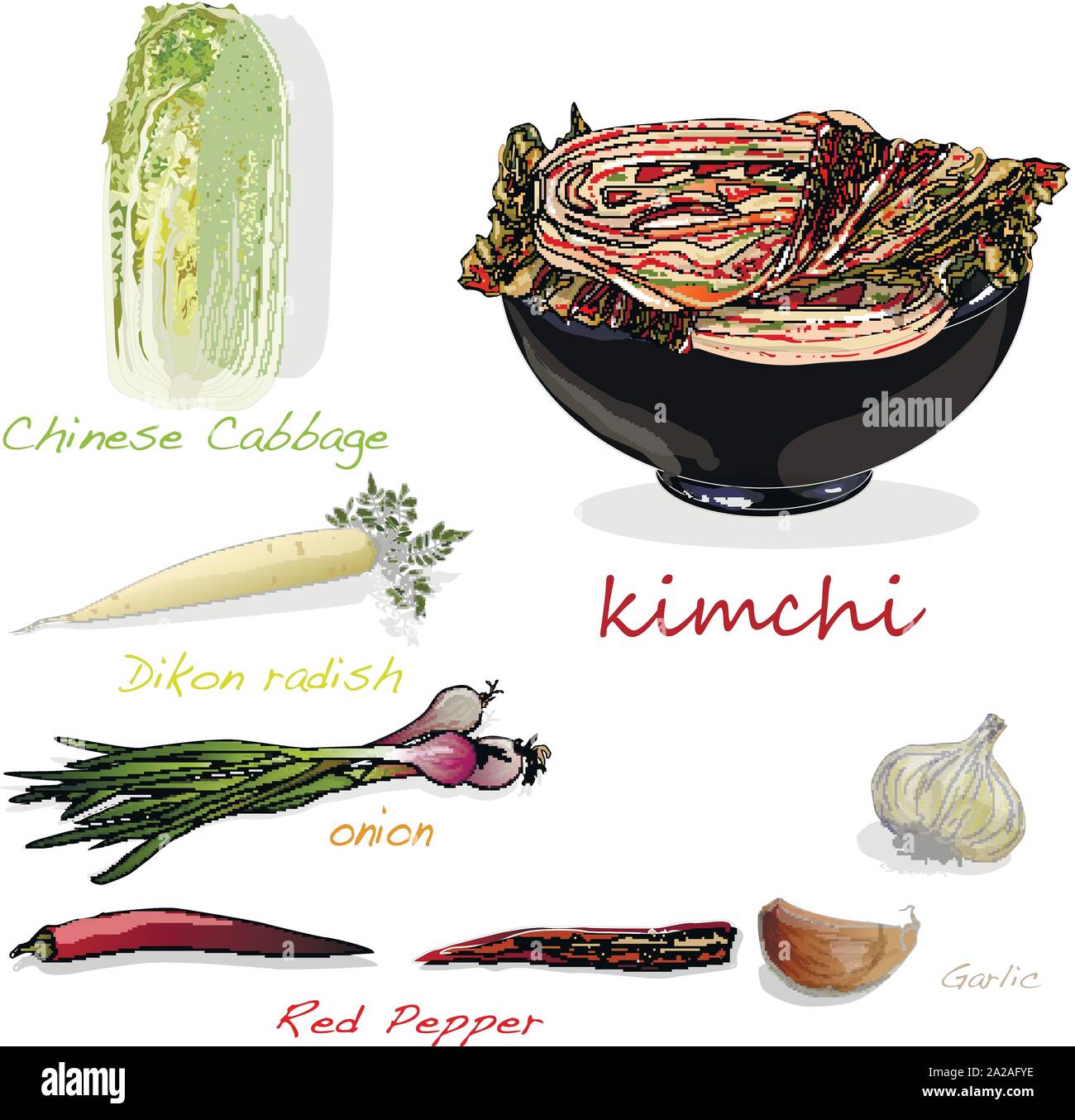 Kimchi, traditional korean food. Illustration on white. Ingredients ...
